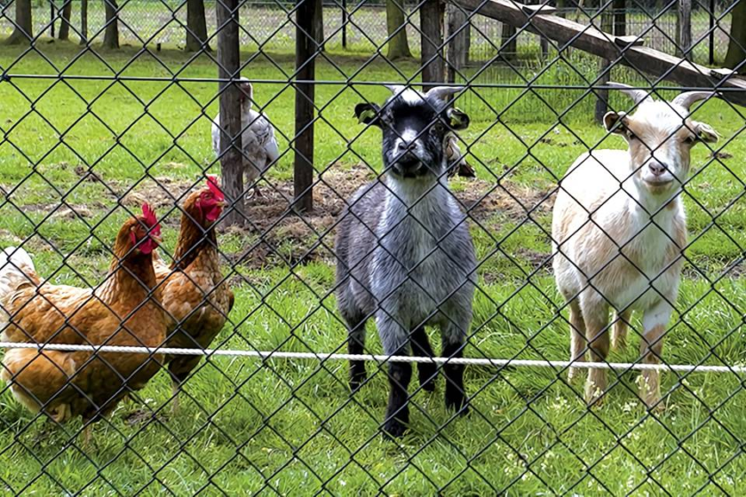 Best Chain Link Fencing for Farms and Agriculture: A Complete Guide